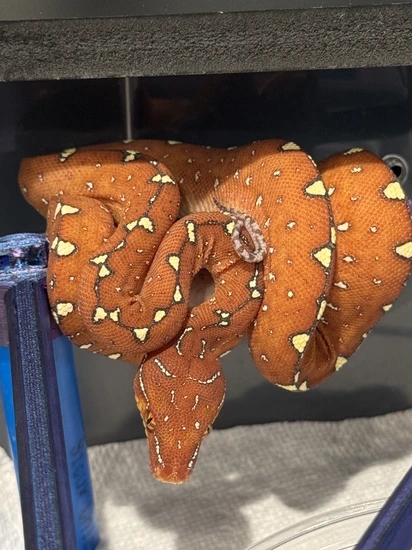 USCBB Arfak/Sorong/Sorong X Cyclops Green Tree Python by MNM Chondros