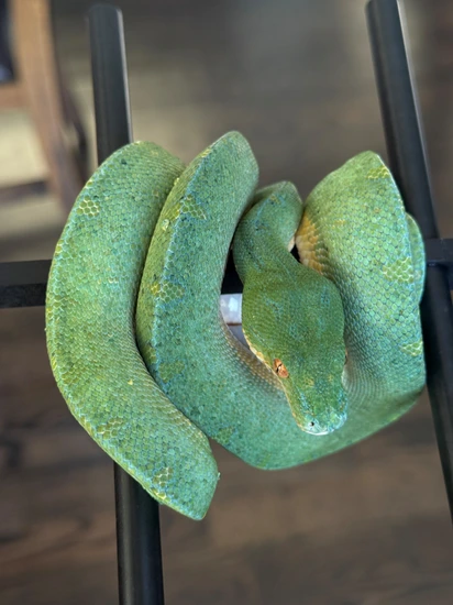 USCBB Arfak/sorong/sorong X Cyclops Green Tree Python by MNM Chondros