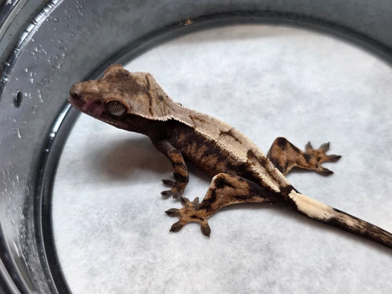 Highway High Coverage Crested Gecko by SoFlo Reptiles