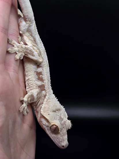 High White Red Lilly White Crested Gecko by SoFlo Reptiles