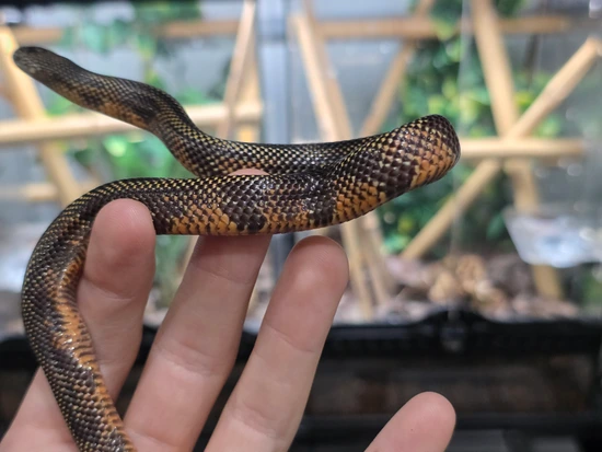 High Color Stripe Goini Kingnake Male Yearling Apalachicola Kingsnake ...