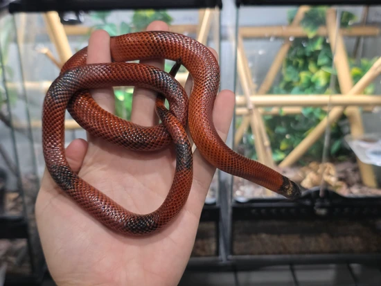 Vanishing Pattern Sinaloan Milk Snake Male by SoFlo Reptiles