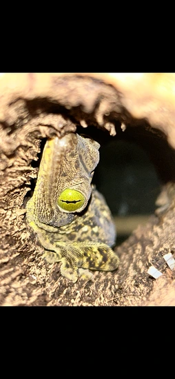 F3 CBB Female Gekko Smithii 2024 More Gecko by SoFlo Reptiles