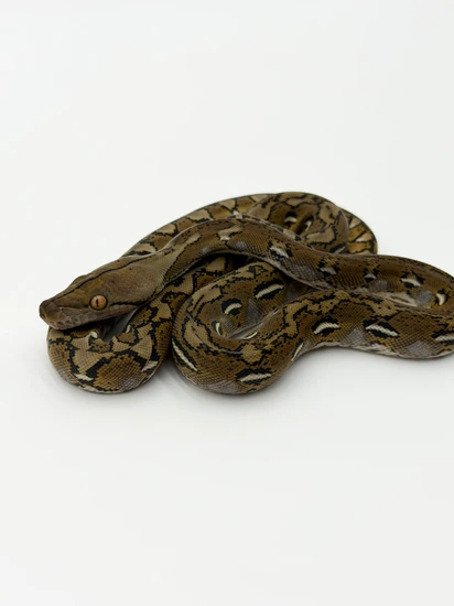 25% Jampea Het Ocelot Poss Het Indo Poss Het Anery Reticulated Python ...