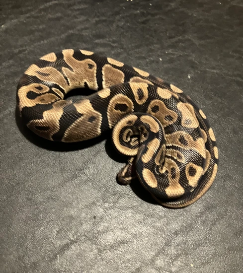 Triple Het DG Clown Pied Ball Python by Moonstone Reptiles