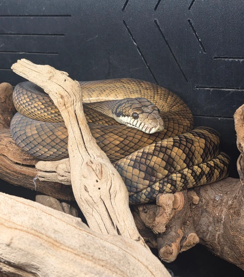 Northern Scrub Python by Morelia House