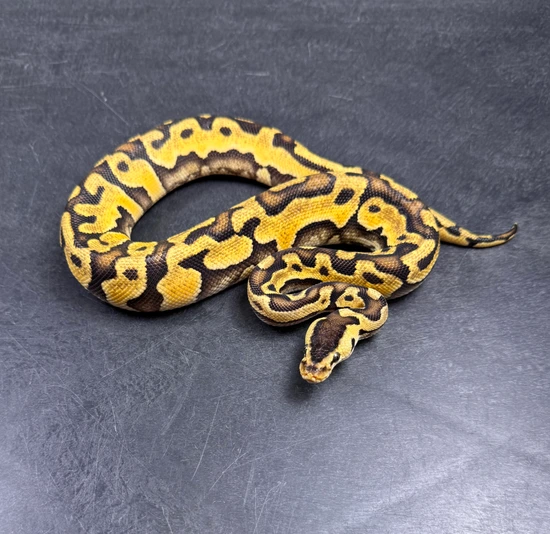 Pastel Puzzle Ball Python by Morningstar Exotics