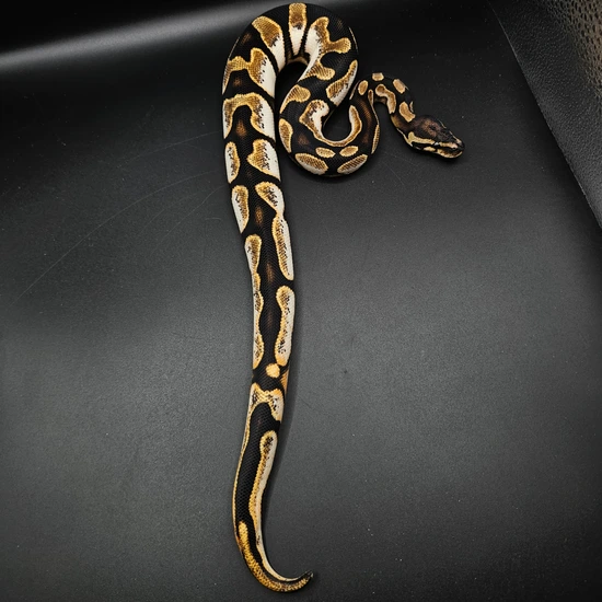 0.1 OD,Calico,BP,Fire, Ball Python by Morph Kings
