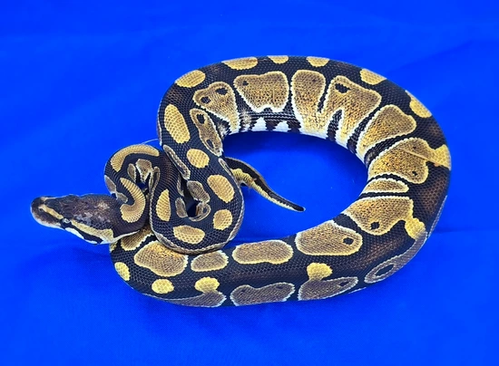 Het Puzzle Ball Python by Custom Scales