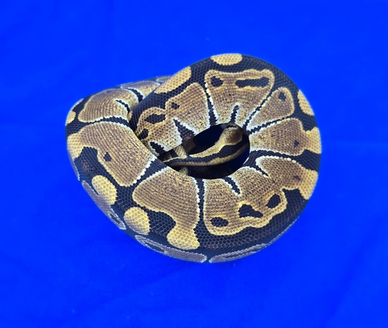 Het Puzzle Ball Python by Custom Scales
