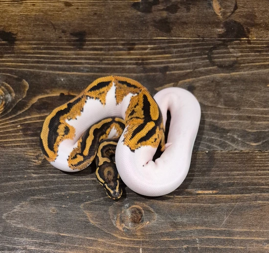 YB Pied 66% Het Lav Ball Python by Morph Manipulators