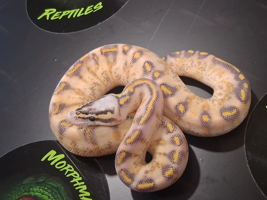 Highway Pastel Het Clown Ball Python by Morphmart Reptiles LLC