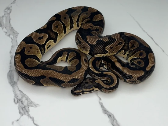 1.0 Confusion Het Clown Ball Python by MorphMasterJ Productions