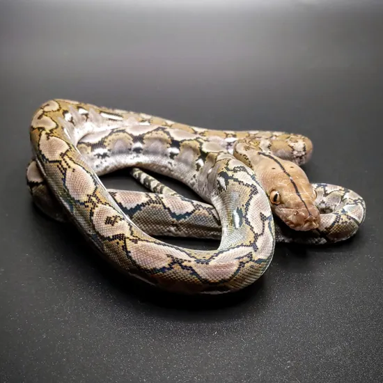2022 Anery Het. Albino 32.0125% Kalaotoa/32.0125% Jampea Reticulated ...