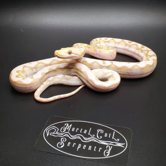 2022 Lavender Snow 32.0125% Kalaotoa/32.0125% Jampea Reticulated Python ...