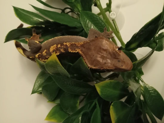 Cappuccino Crested Gecko by New England Exotics, LLC