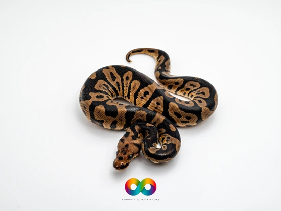 Confusion Clown Dbl Het Enhancer G-Stripe Ball Python by Conduit ...
