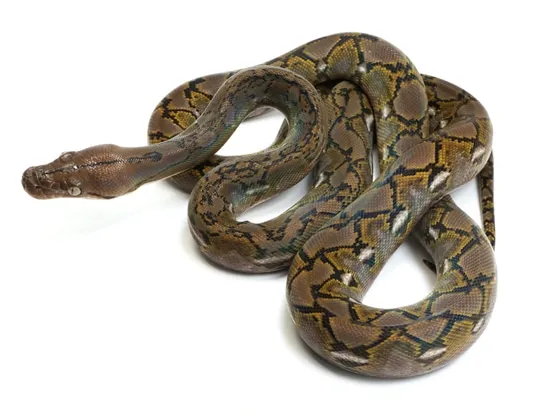 Jampea Het. Snow Reticulated Python by NERD