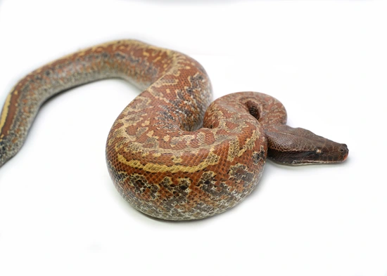 Female Batik Het. T- Albino Blood Python by NERD