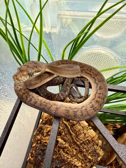 CBB 2025 Merauke Scrub Python - F3 by Neversvn