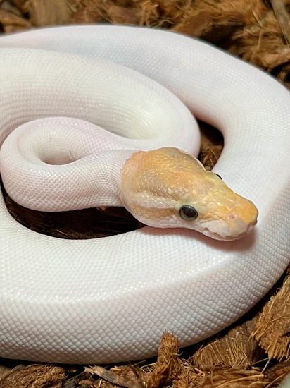 Banana Pinto Pied Ball Python by Nicebalz Snakes