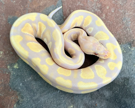 Candy Ball Python by Nicebalz Snakes