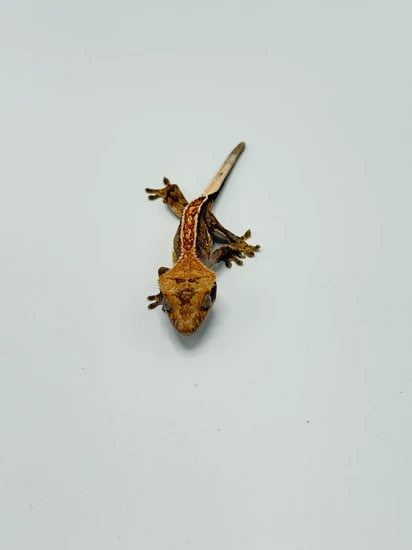 Stunning Multi Gene Crestie! Crested Gecko by Northern Scales Reptiles