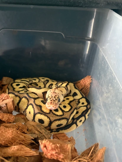 Spotnose Killer Clown POS Het G Stripe Ball Python by Countdown County ...