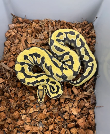 DG Puzzle Ball Python by Nussman Reptiles