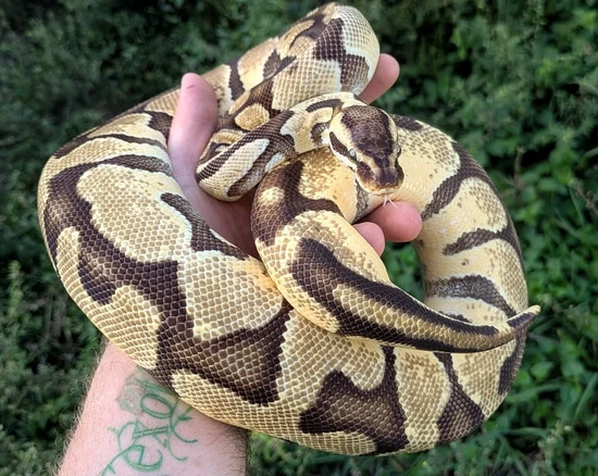 Pastel Enchi Ball Python by Olympian Exotics