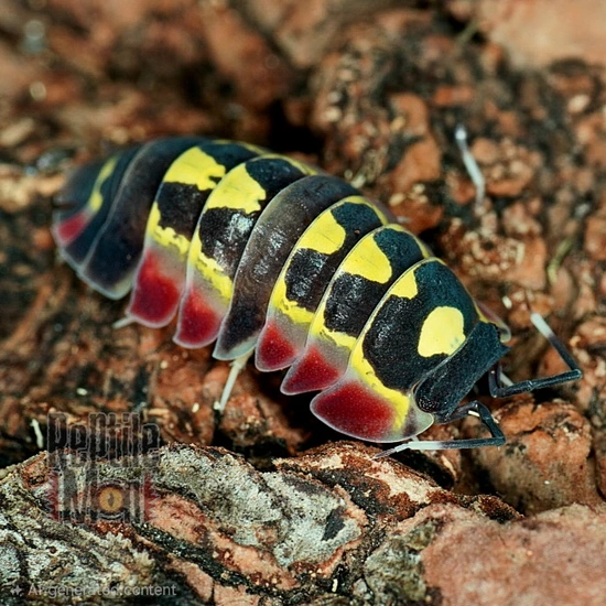 Red Diablo | Merulanella Sp Isopod by Reptilemon