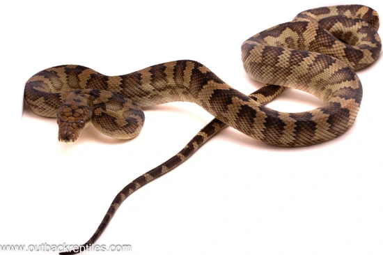 Halmahera Scrub Python (Simalia Tracyae) by Outback Reptiles