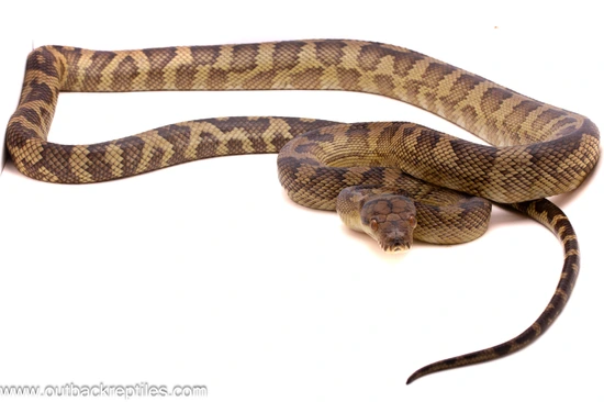 Halmahera Scrub Python (Simalia Tracyae) by Outback Reptiles