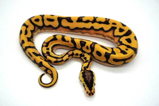 Super Orange Dream YB Weirdo Pastel Puzzle Ball Python by Ozzy Boids LLC