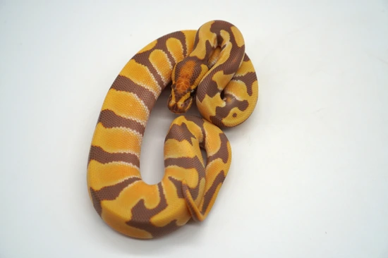 Super Orange Dream Ultramel Desert Ghost Ball Python by Ozzy Boids LLC