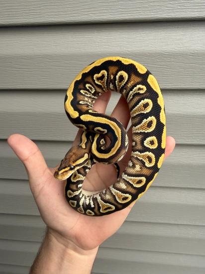 Lace Cypress Het Clown Ball Python by Painted Scales Reptiles