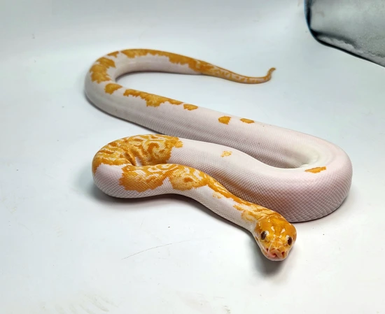 ALBINO Pied Burmese Burmese Python by Paragon Exotics