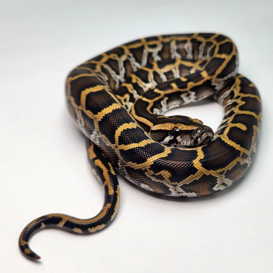 Het Pied Burmese Pythons by Paragon Exotics