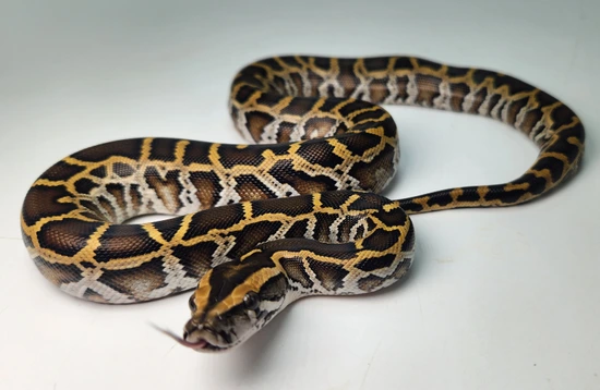 Beautiful Het Pied Burmese Burmese Python by Paragon Exotics