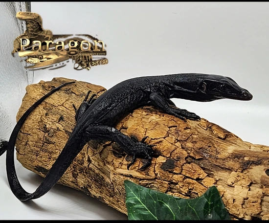 CBB Black Dragon. LIMITED TIME SALE Water Monitor by Paragon Exotics