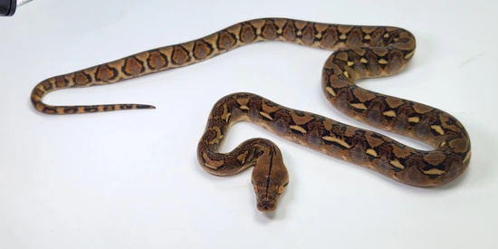 Normal Pos Het Snow Reticulated Python by Paragon Exotics