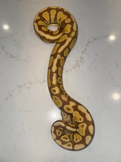 Pastel Orange Dream Ultramel 50% Het Cryptic 50% Het Albino Ball Python ...