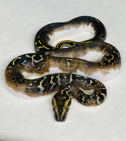 Pied Burmese Burmese Python by Paul's Cool Scales