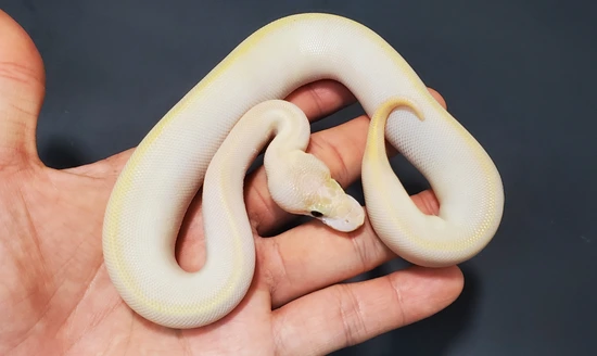 Adorable ️ Ivory Baby Ball Python by Lucas Landon Royals