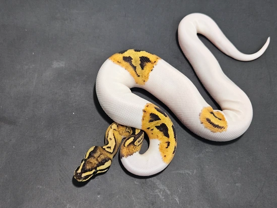 Fire Pied Ball Python by Lucas Landon Royals