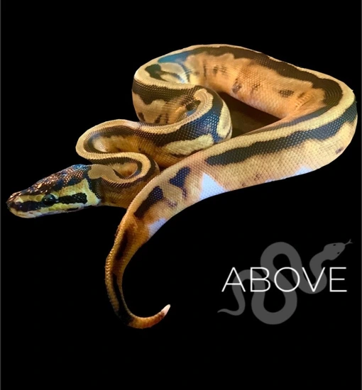 Special SALE! High Pattern Pied Het DG Pos Leo Enchi PHet TSK Ax ...