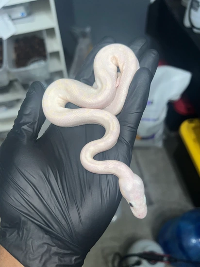 BEL (Bamboo Butter) Enchi Ball Python by Popcorn Pythons