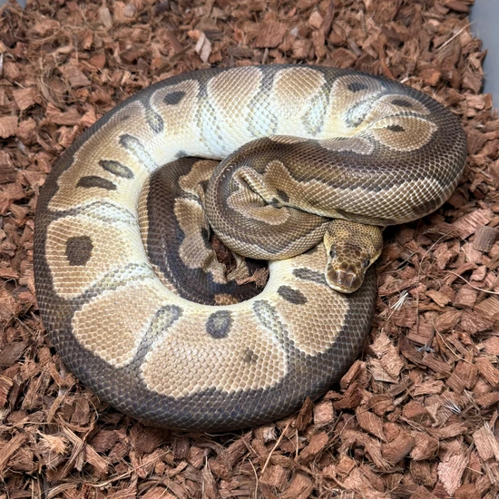 Clown Ball Python by Portuguese Pythons