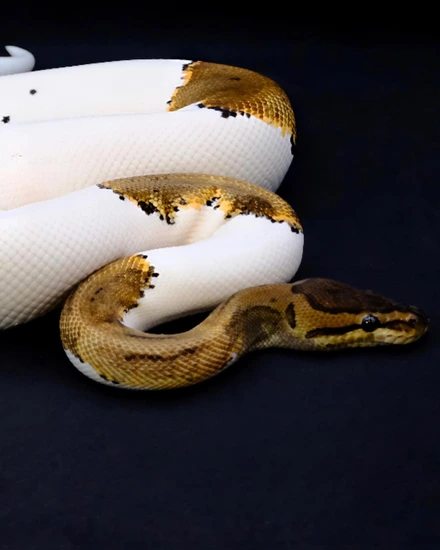 Pastel Pinstripe Pied Ball Python by Powerhouse Morphs