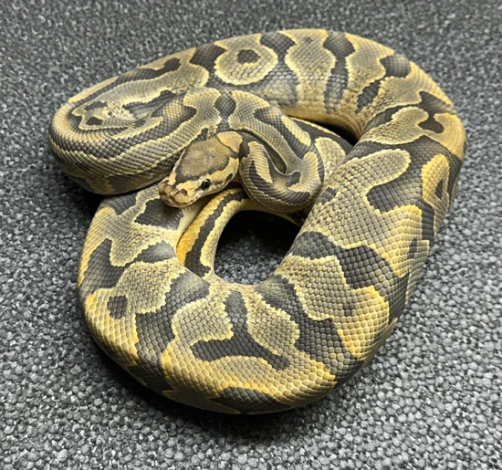 Hypo Puzzle Ball Python by Pro Herps